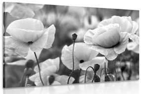 Obraz pole divokých máků v černobílém provedení Varianta: 90x60