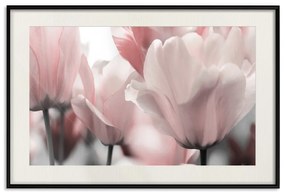 Plakát Báječné tulipány