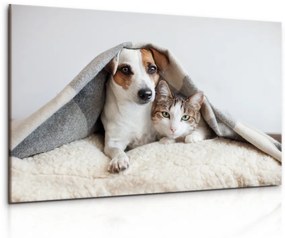 Malvis ® Obraz pes a kočka Velikost: 150x100 cm