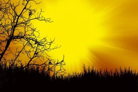 DIMEX | Samolepicí vliesová fototapeta na zeď Černé stromy MA-5-1840 | 375 x 250 cm | černá, žlutá, oranžová