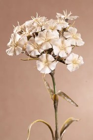 Paramit DRY DIANTHUS Aranžovací květina bílá 55 cm