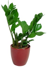 Gardners Zamioculcas zamiifolia, průměr 12 cm