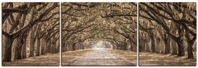 Obraz na plátně - Historické dubové stromy lemované polní cestou - panoráma 5239FC (120x40 cm)