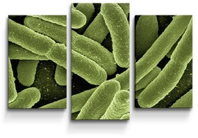 Sablio Obraz - 3-dílný Bakterie - 75x50 cm