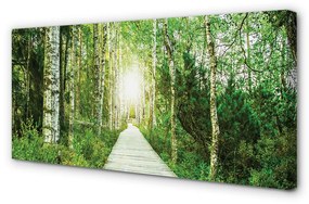 Obrazy na plátně Bříza lesní cesta 125x50 cm