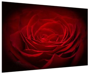 Obraz červené růže (90x60 cm)