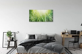 Obraz na skle Tráva slunce kapky 120x60 cm