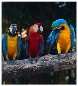 DIMEX | Vliesová fototapeta na zeď Barevní papoušci Ara MS-3-0223 | 225 x 250 cm | vícebarevná