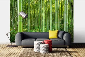 DIMEX | Samolepicí vliesová fototapeta na zeď Bambusový les MA-5-1582 | 375 x 250 cm | zelená