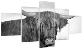 Obraz - Skotská kráva 2, černobílá (125x70 cm)