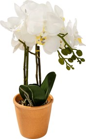 Orchidej Orchidea White v květináči 45 cm