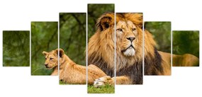 Obraz lvů (210x100 cm)