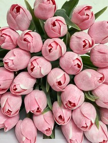 Tulipán pink - cream