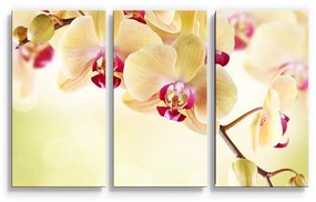 Sablio Obraz - 3-dílný Orchidej 2 - 120x80 cm