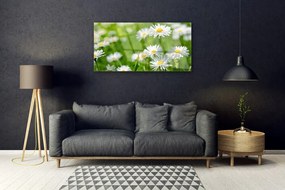 Plexisklo-obraz Sedmikráska Květ Rostlina 100x50 cm