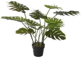 Monstera v květináči, výška 80 cm