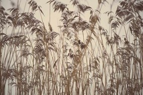 DIMEX | Samolepicí vliesová fototapeta na zeď Omrzlá tráva MA-5-1798 | 375 x 250 cm | krémová, šedá