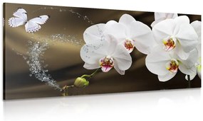 Obraz orchidej a motýl Varianta: 100x50
