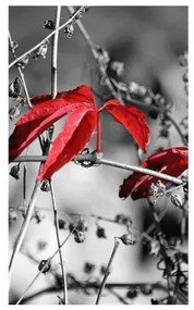 DIMEX | Vliesová fototapeta na zeď Červené listí na černém pozadí MS-2-0110  | 150 x 250 cm | černobílá, červená