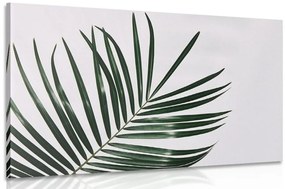 Obraz nádherný palmový list