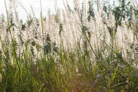 DIMEX | Samolepicí vliesová fototapeta na zeď Květinová tráva MA-5-1355 | 375 x 250 cm | zelená, krémová