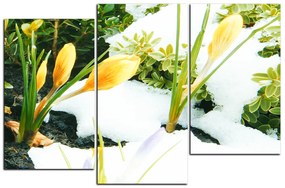 Obraz na plátně - Časné jarní květiny 1242D (105x70 cm)