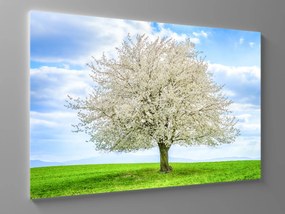 Liox Obraz třešeň na zelené louce Rozměr: 150 x 100 cm