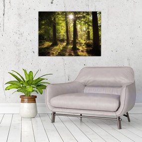 Skleněný obraz snového lesa (70x50 cm)