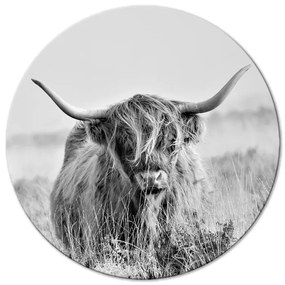 Kulatý obraz Černobílá skotská kráva - zvíře mezi vysokou suchou trávou
