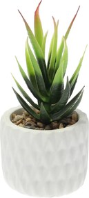 Dekorace Sansevieria 12cm