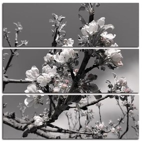 Obraz na plátně - Kvetoucí jabloň - čtverec 347ČC (105x105 cm)