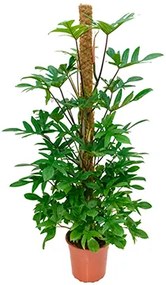 Pokojová rostlina Philodendron pedatum s kokosovou vzpěrou 120 cm, průměr 24 cm