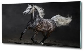 Wallmuralia Foto obraz sklo tvrzené Šedný arabský kůň 100x50