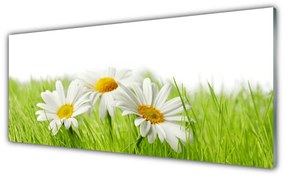 Plexisklo-obraz Sedmikráska Květiny Rostlina 125x50 cm
