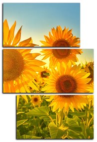 Obraz na plátně - Slunečnice v létě  - obdélník 7145C (105x70 cm)