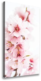 Wallmuralia Vertikální Foto obraz na plátně Květ mandloně 50x100