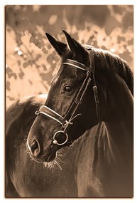 Obraz na plátně - Černý kůň - obdélník 7220FA (90x60 cm  )