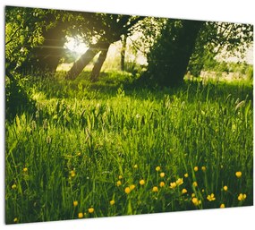 Skleněný obraz přírody - louka (70x50 cm)