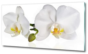 Wallmuralia Foto obraz skleněný horizontální Orchidej 100x50