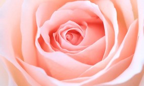 Vícedílný obraz Pastelová Růže Na 3D Makro Měřítku Nedostatek Nedostatek Přírodní plátno 150x90