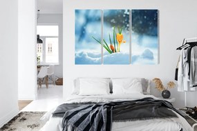 Vícedílný obraz Žluté Krokusy Prorážejí Sněhem Nedostatek Nedostatek Plátno Canvas 180x120
