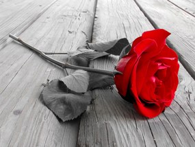 Obraz červená růže 30 x 40 cm