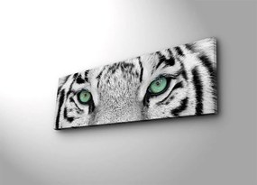 Obraz s led osvětlením White Tiger 90x30 cm