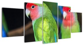 Papoušci - obraz