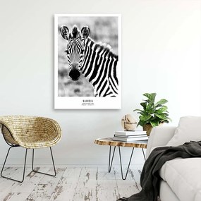 Gario Obraz na plátně Zvědavá zebra Rozměry: 40 x 60 cm