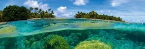 DIMEX | Fototapeta do kuchyně Korálový útes KI-180-013 | 180 x 60 cm | zelená, modrá