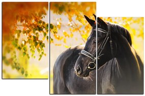 Obraz na plátně - Černý kůň 1220D (105x70 cm)