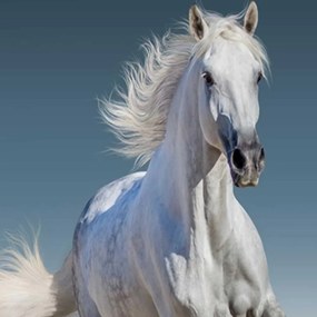 Ozdobný paraván Bílý cválající kůň - 145x170 cm, čtyřdílný, klasický paraván