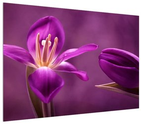 Obraz fialového květu (100x70 cm)