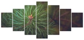 Obraz - Detail borovice (210x100 cm)